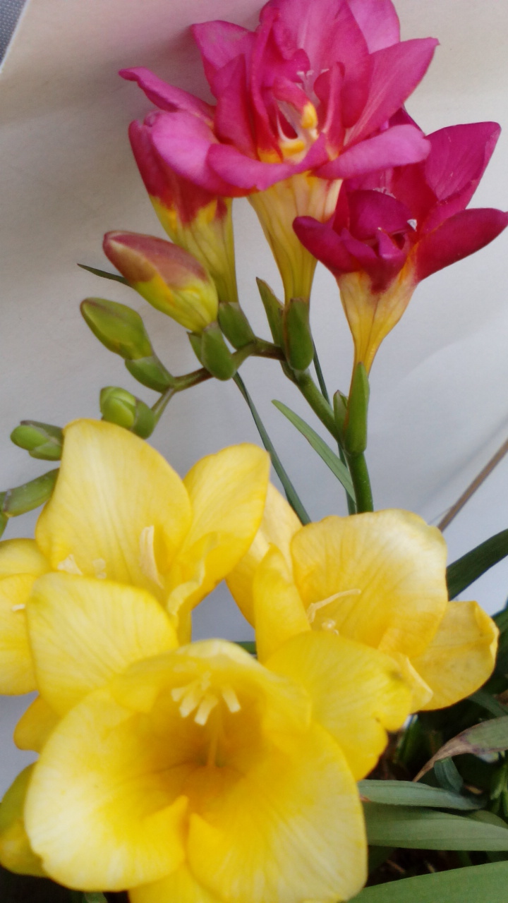 Premium Freesia bulbs India