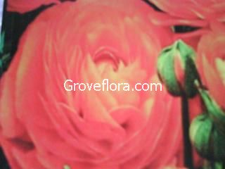 Rannunculus flower bulbs India